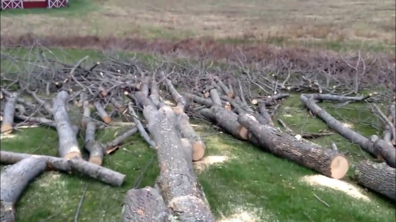 Aftermath of the Chinese Chainsaw - YouTube
