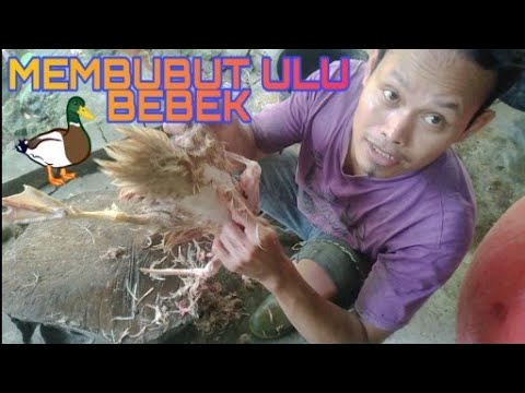 TUTORIAL CABUT BULU BEBEK LUCU membubut bebek vlog - YouTube