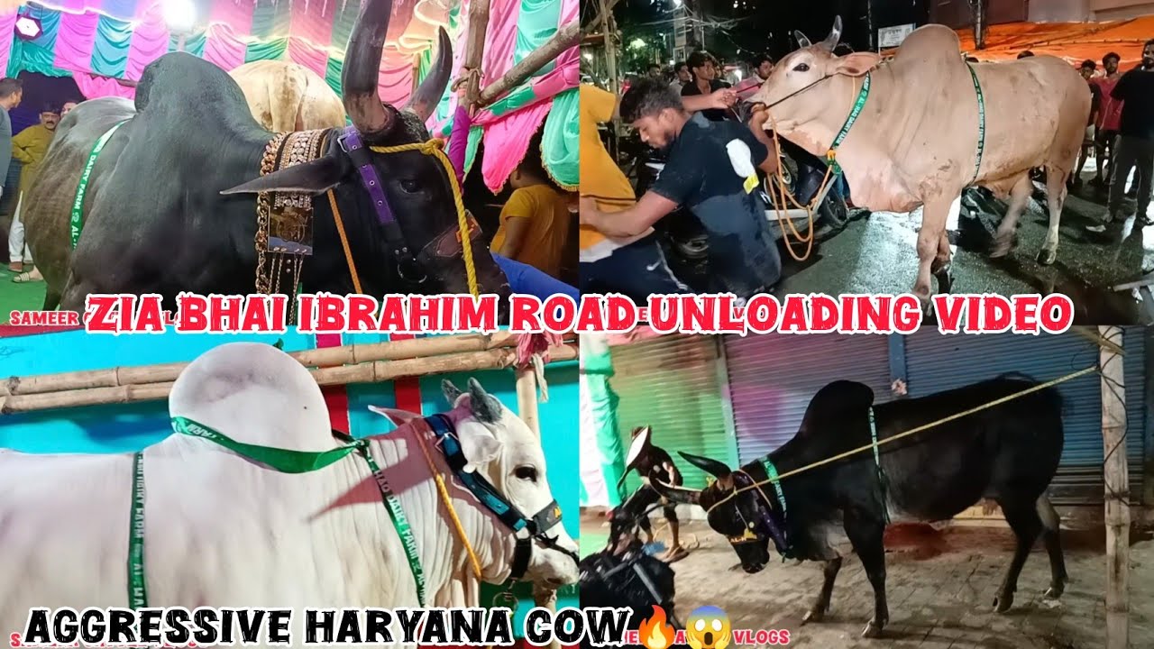 ZIA BHAI IBRAHIM ROAD UNLOADING VIDEO KHIDDERPORE IBRAHIM ROAD|| 2025 ...