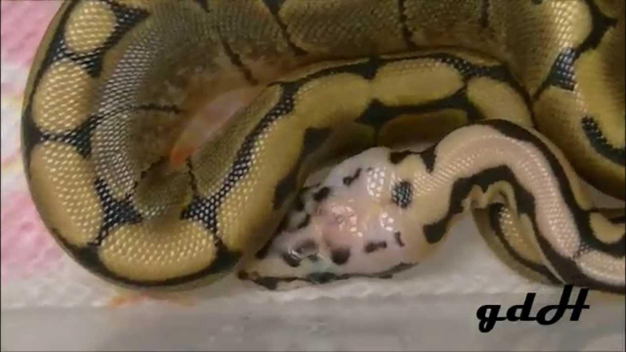 1st 2 Ball Pythons out of the egg 2014 - YouTube