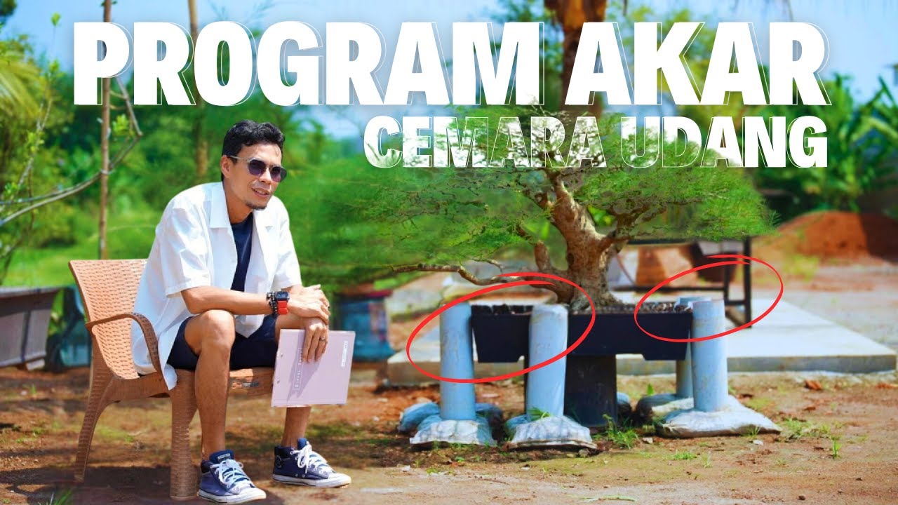 Program Akar Cemara Udang | Tips & Teknik Menciptakan Bonsai Istimewa ...