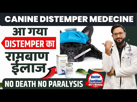Canine Distemper Treatment In Dogs | Symptoms | Recovery Dog Distemper ...