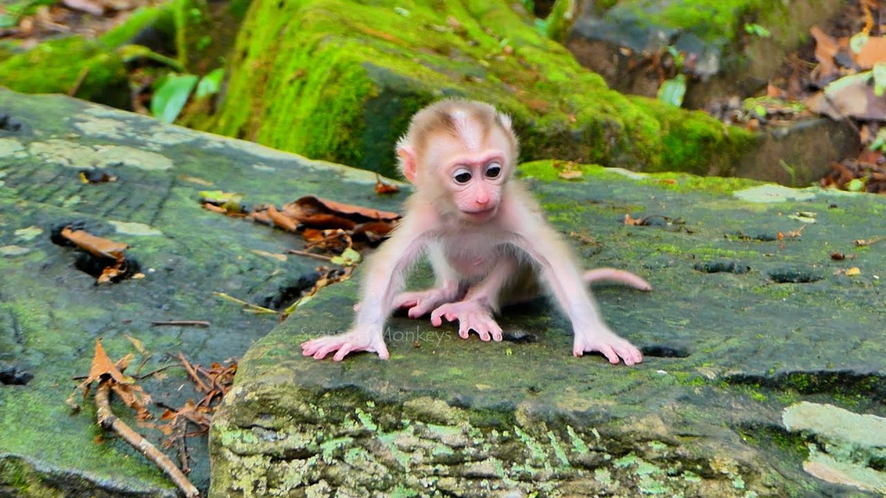 Absolutely Adorable! Baby Florian and Mom Flora Share a Cozy Moment ...