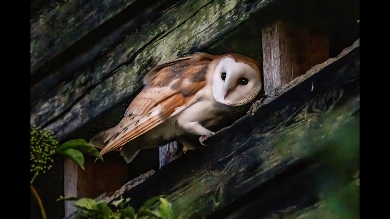 "Ghosts" | Barn Owls in blue hour and golden hour | HD Nature and Wildlife - YouTube