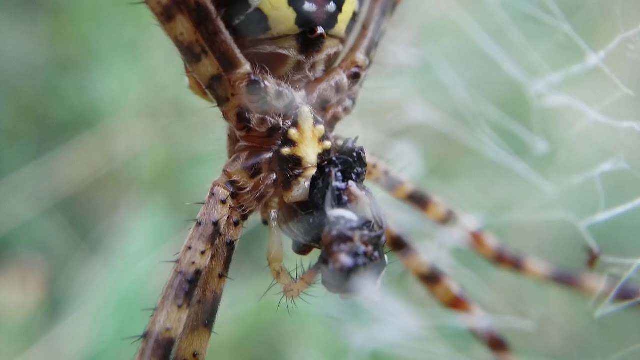 Spider eating an insect-macro video - YouTube