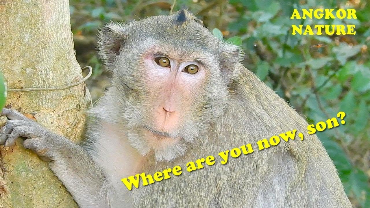 Poor Lizzy scream and cry loudly because she lost her son Leo today | Angkor Nature - YouTube