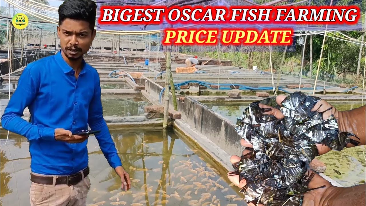 Cement tank fish farming in india 2021🐕Best quality Oscar fish farming ...