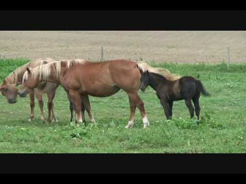 Blue Roan Weanling Filly for Sale - YouTube