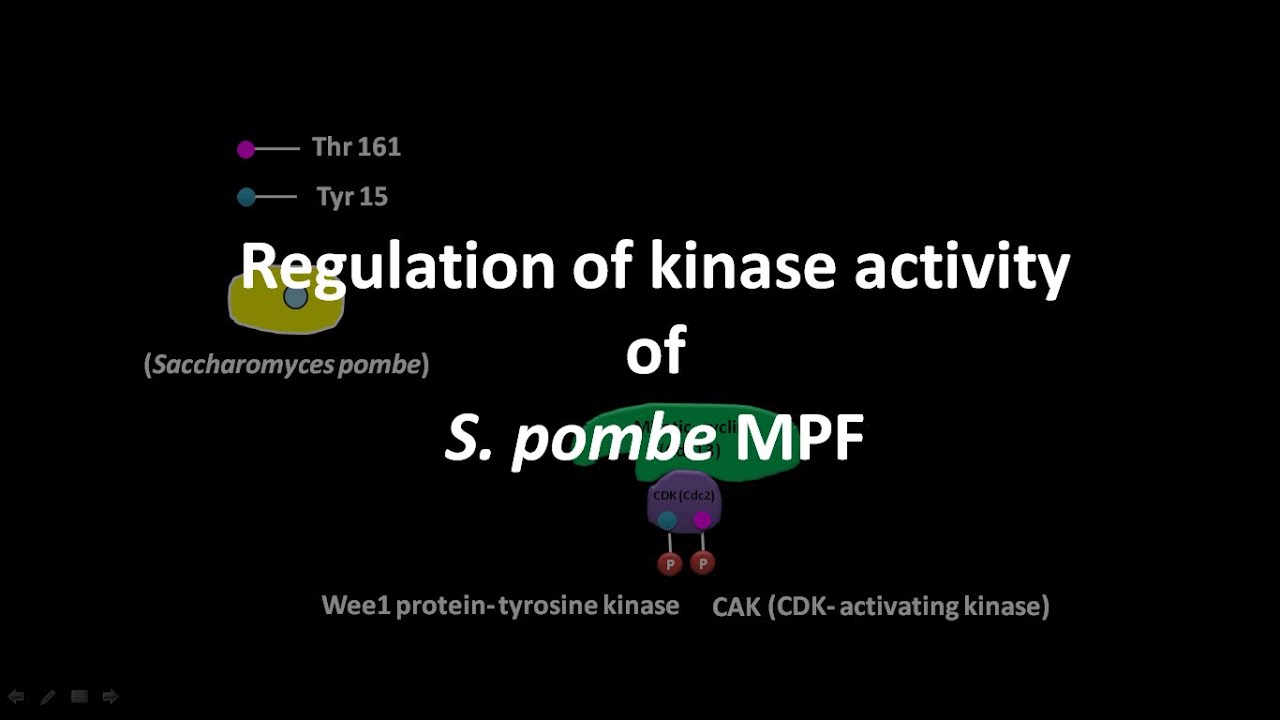 Regulation of kinase activity of Saccharomyces pombe MPF - YouTube