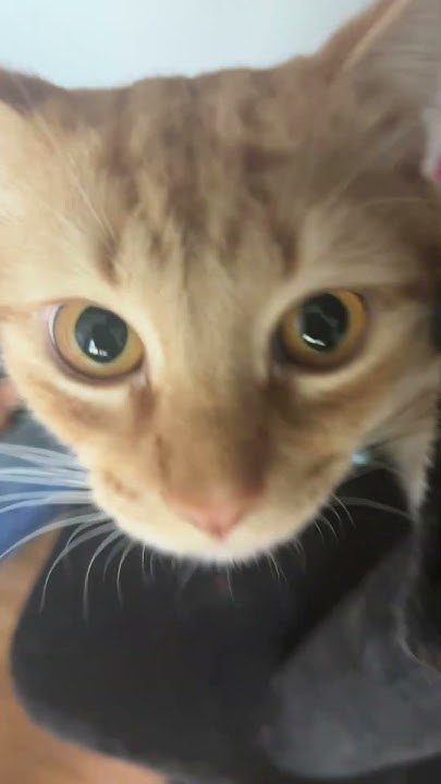 catnip my cats after PARTY 🐈‍⬛ 🐈 living they best life #cat #nolovelost2 #morning #Wednesday # ...