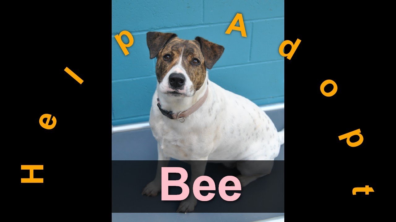 🐾Help adopt Bee! Dog / Australia / Noosa / RSPCA Queensland🐾 - YouTube