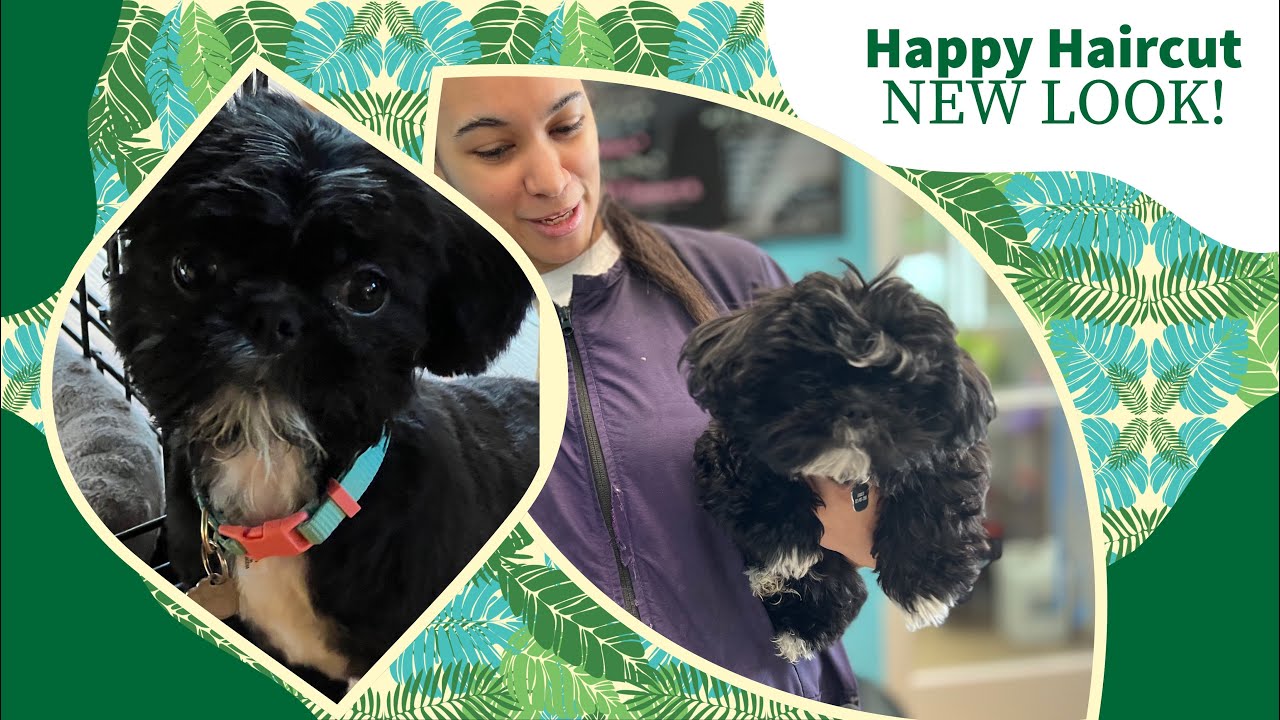The Happy Haircut! Abbey Has A New Look! - YouTube