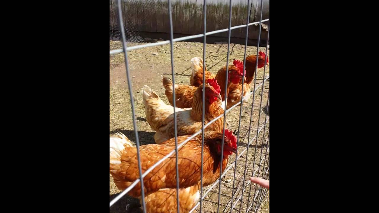Chickens - YouTube