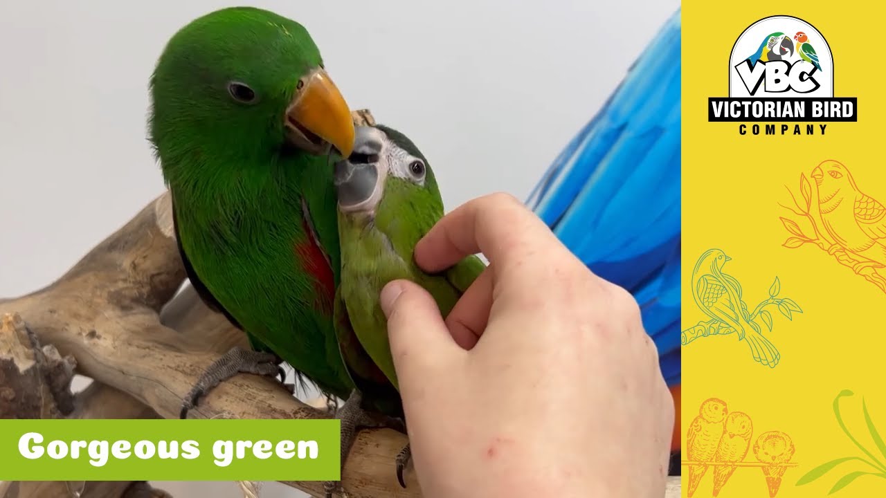 Pet Parrots Looking For Their Forever Homes | Victorian Bird Co - YouTube