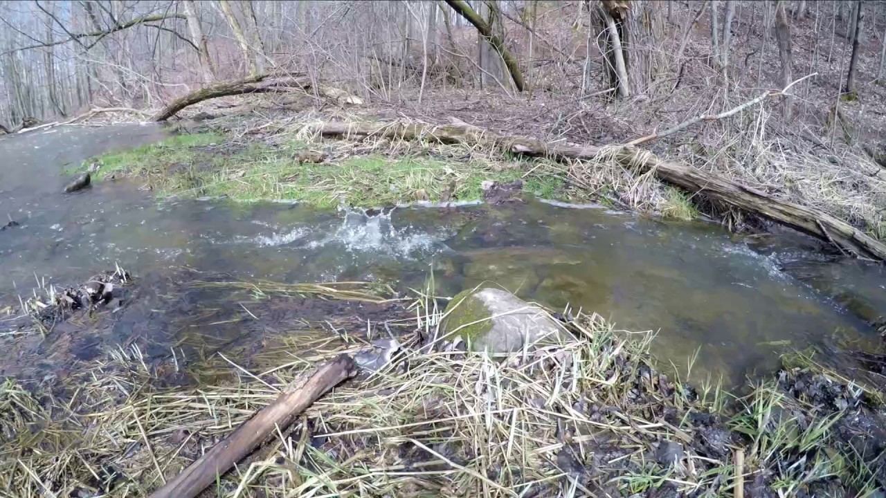 Spring spawning run of White suckers and Northern pike - YouTube