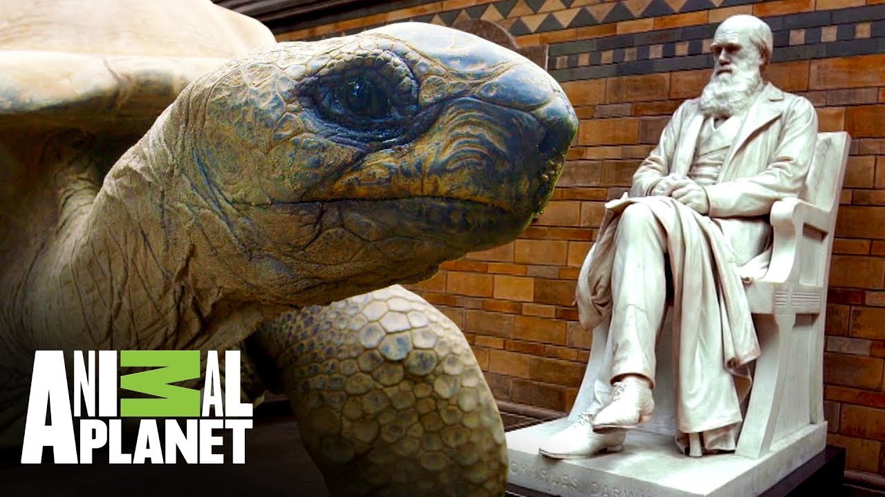 Darwin y su tortuga | Wild Frank: Tras la evolución de las especies ...