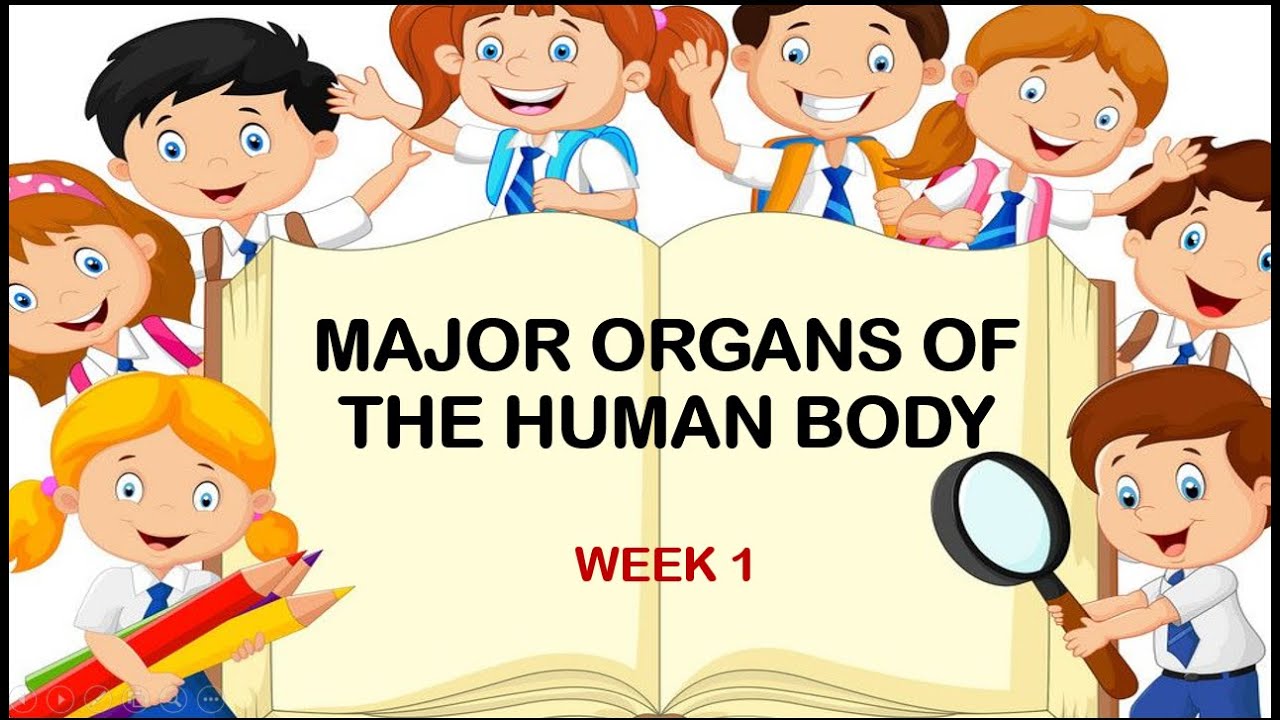 MAJOR ORGANS OF THE HUMAN BODY (SCIENCE 4) - YouTube