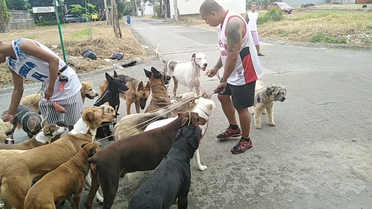 Anong kulay ng aso ang may putol na paa!! "😁😁 - YouTube