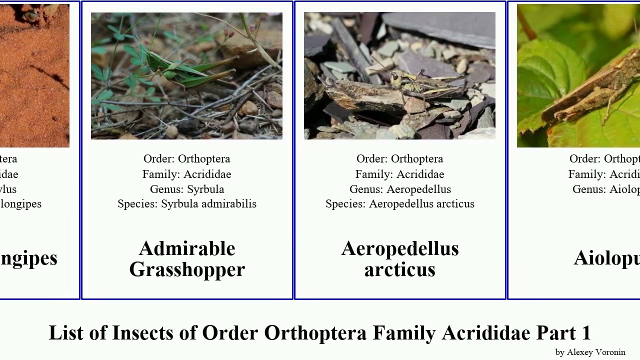 Orthoptera Acrididae