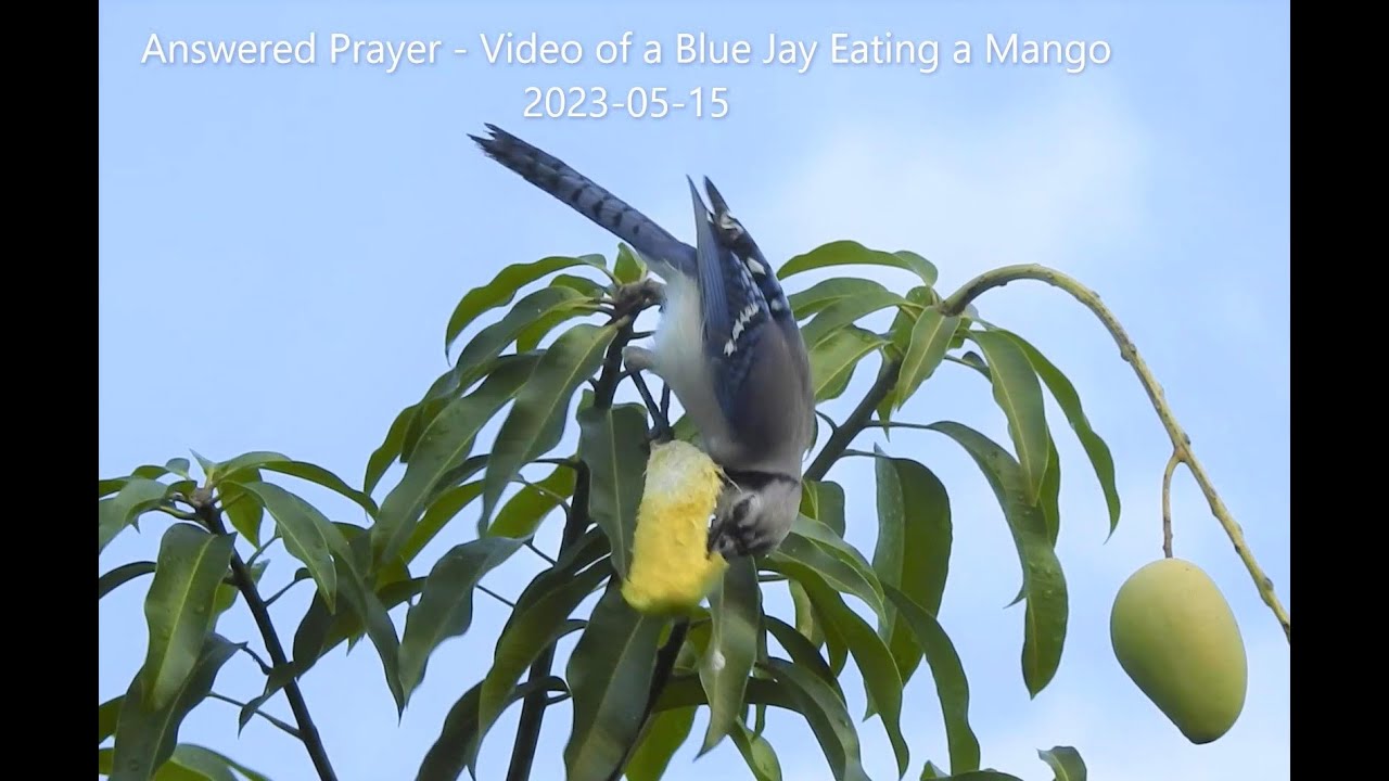 Answered Prayer - Video of a Blue Jay Eating a Mango || GOD'S CREATIONS ...