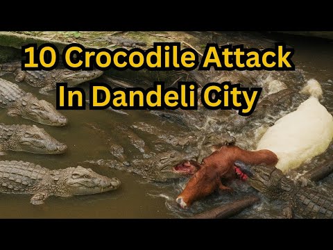 10 Crocodiles Attack Cow 😱 | Shocking Real Scene in Dandeli - YouTube