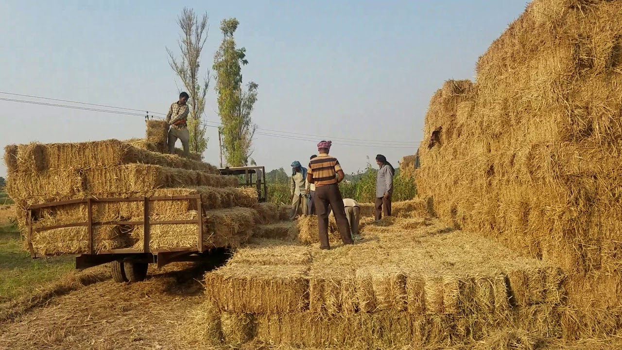 A2P Energy paddy Straw Bales Stacking - YouTube