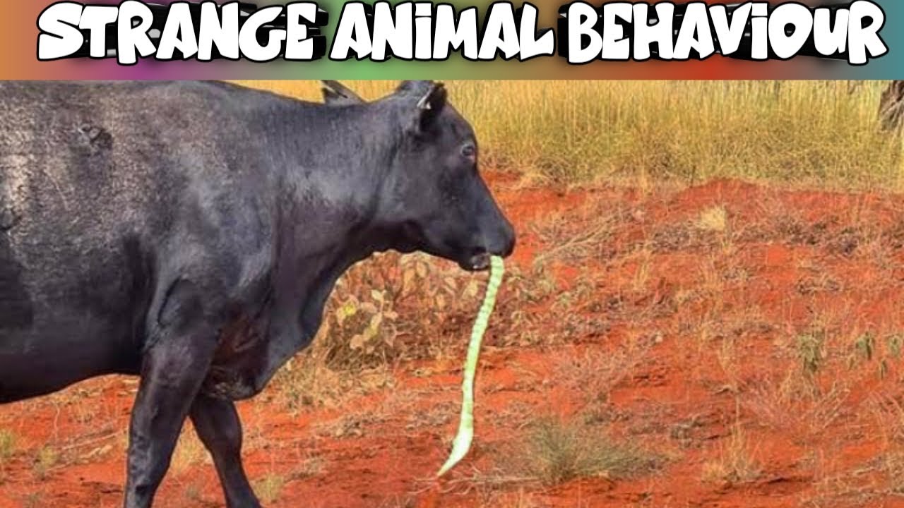 Proximate Causes of Animals Behaviour Explained | Animals Behaviour ...