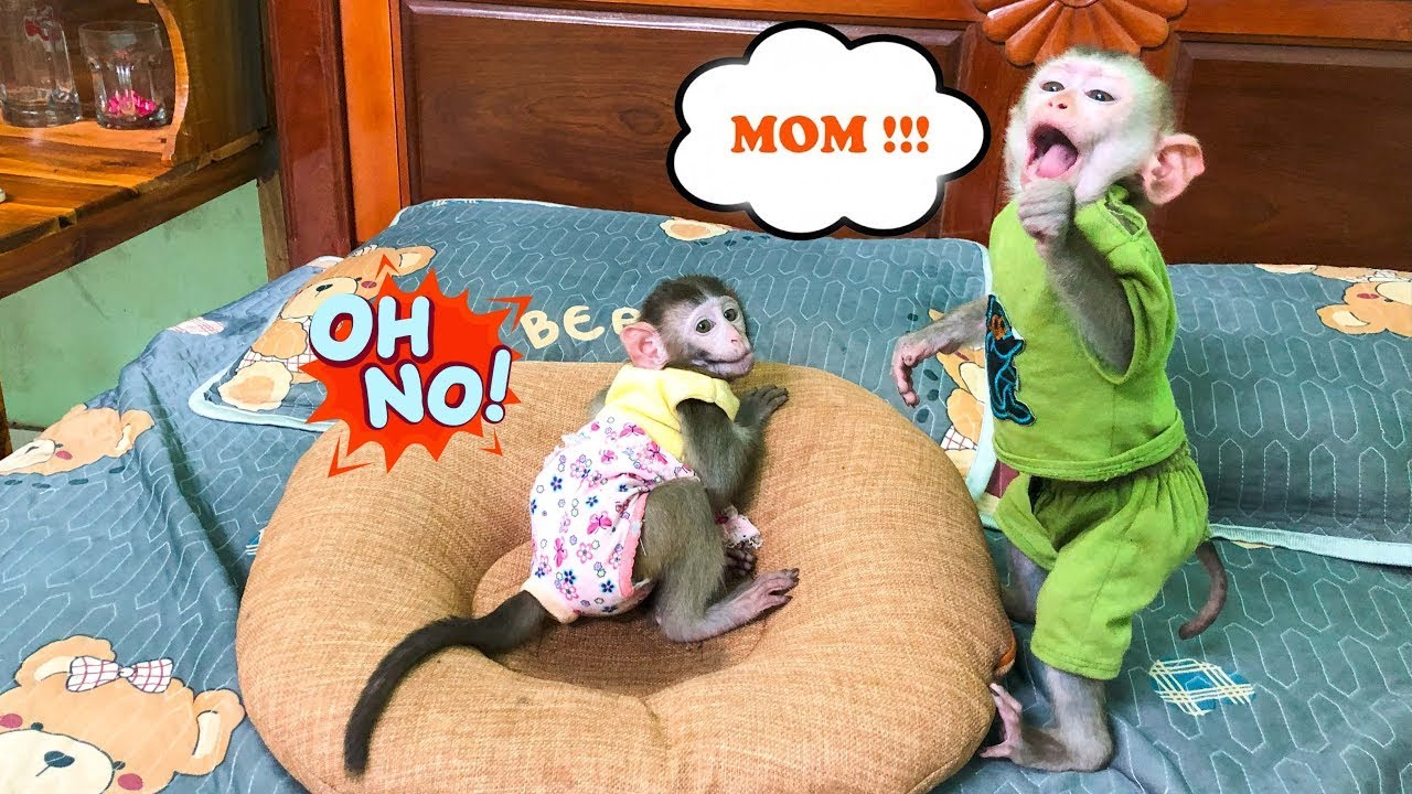 Monkey Ana's Mattress Mishap Will Leave You Speechless #monkey #monkey ...