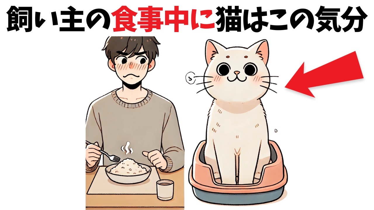 大公開!猫の行動のウラにある秘密の雑学【13選】 猫 ねこ Youtube