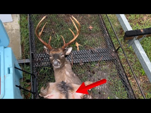 Shot Placement on my Open Day Buck and DeBoning Deer Meat - YouTube