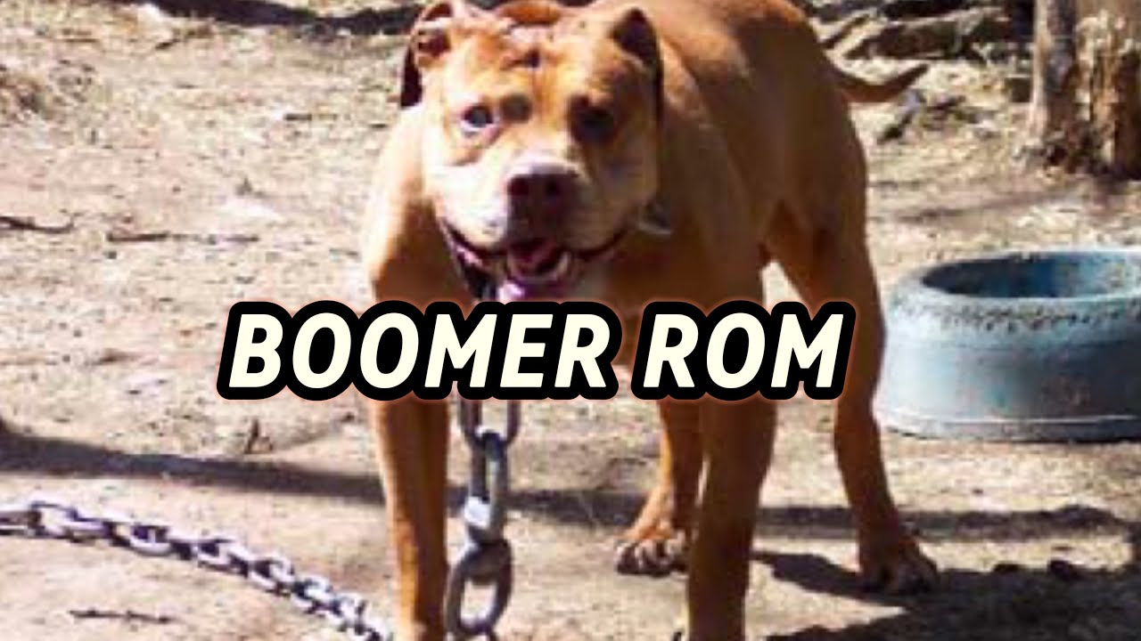 BOOMER ROM #apbt #dogtype #dogbreed - YouTube