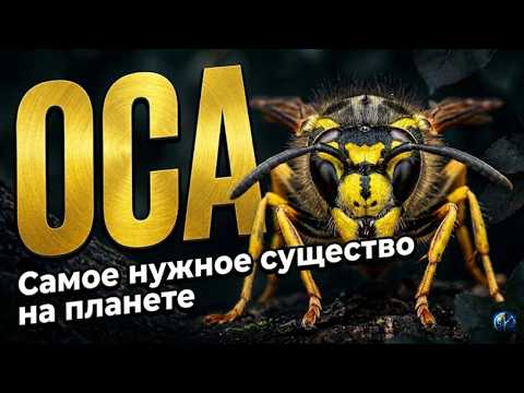 Оса: Самое недооценённое существо на планете — полный разбор!