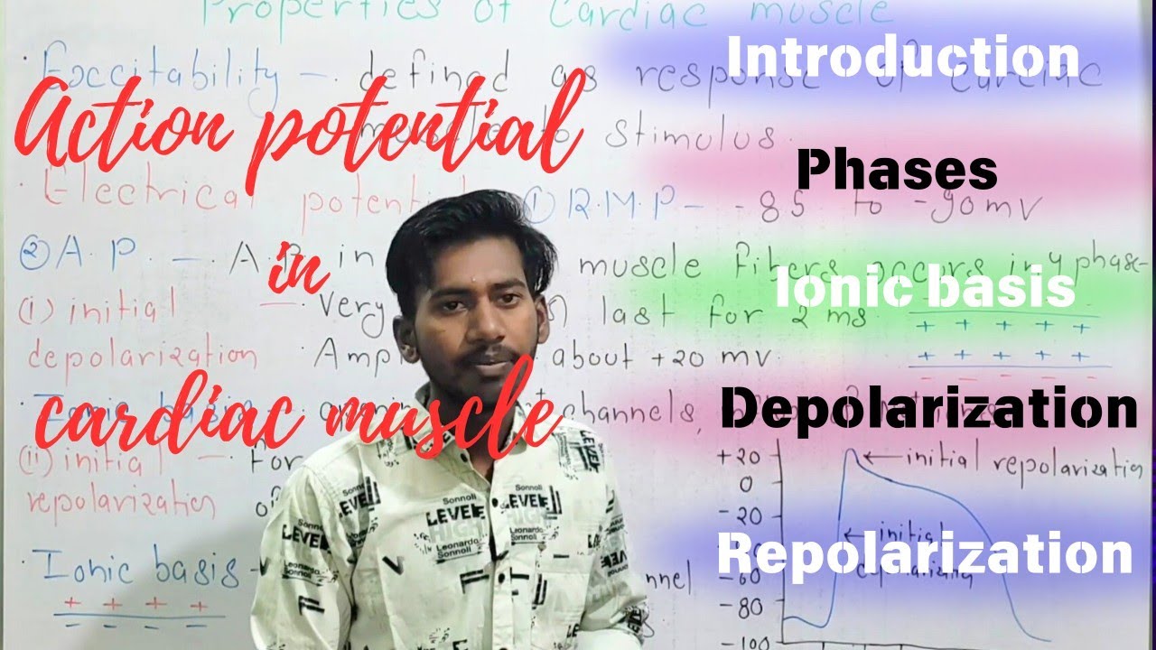 Action potential in cardiac muscle | phases | ionic basis | ... - YouTube