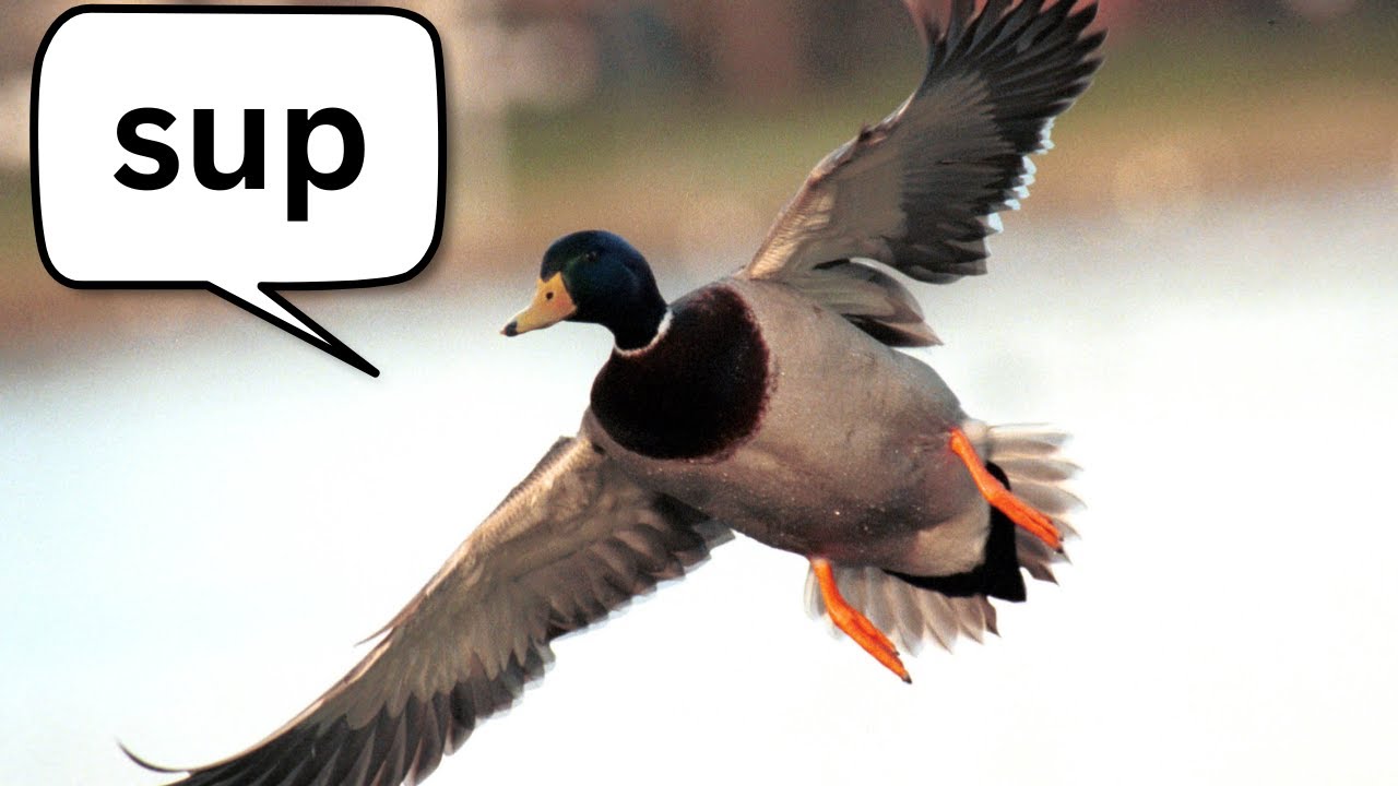 The Bro Files Ep 5 Feeding The Ducks Youtube