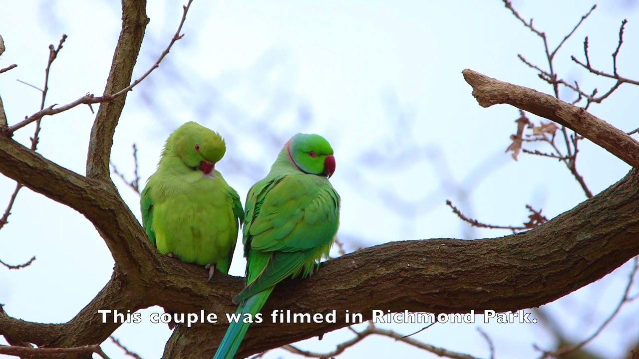 Wild Parrots 🦜 in Richmond Park - YouTube