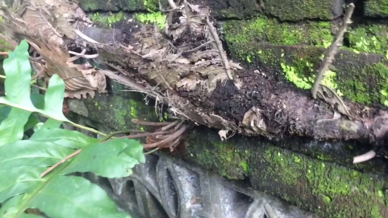 Tanaman Simbar bajing atau daun kepala tupai - YouTube