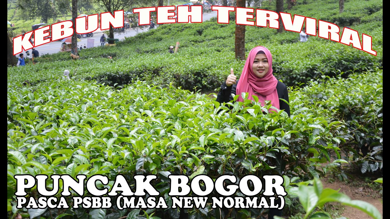 WISATA GRATIS di Kebun Teh Puncak Cisarua Bogor 2020 | Terbaru dan ...