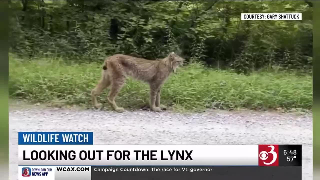 Wildlife Watch: Tracking the rare Canada lynx in Vermont - YouTube