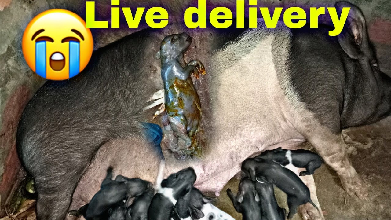 2nd time delivery/in Small pig farm// Live delivery - YouTube