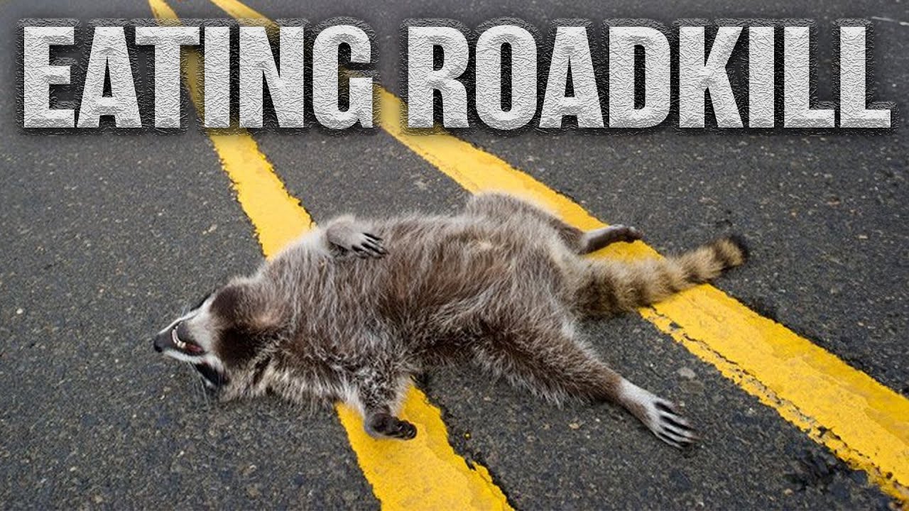 Eating Roadkill | How to Cook Raccoon - YouTube