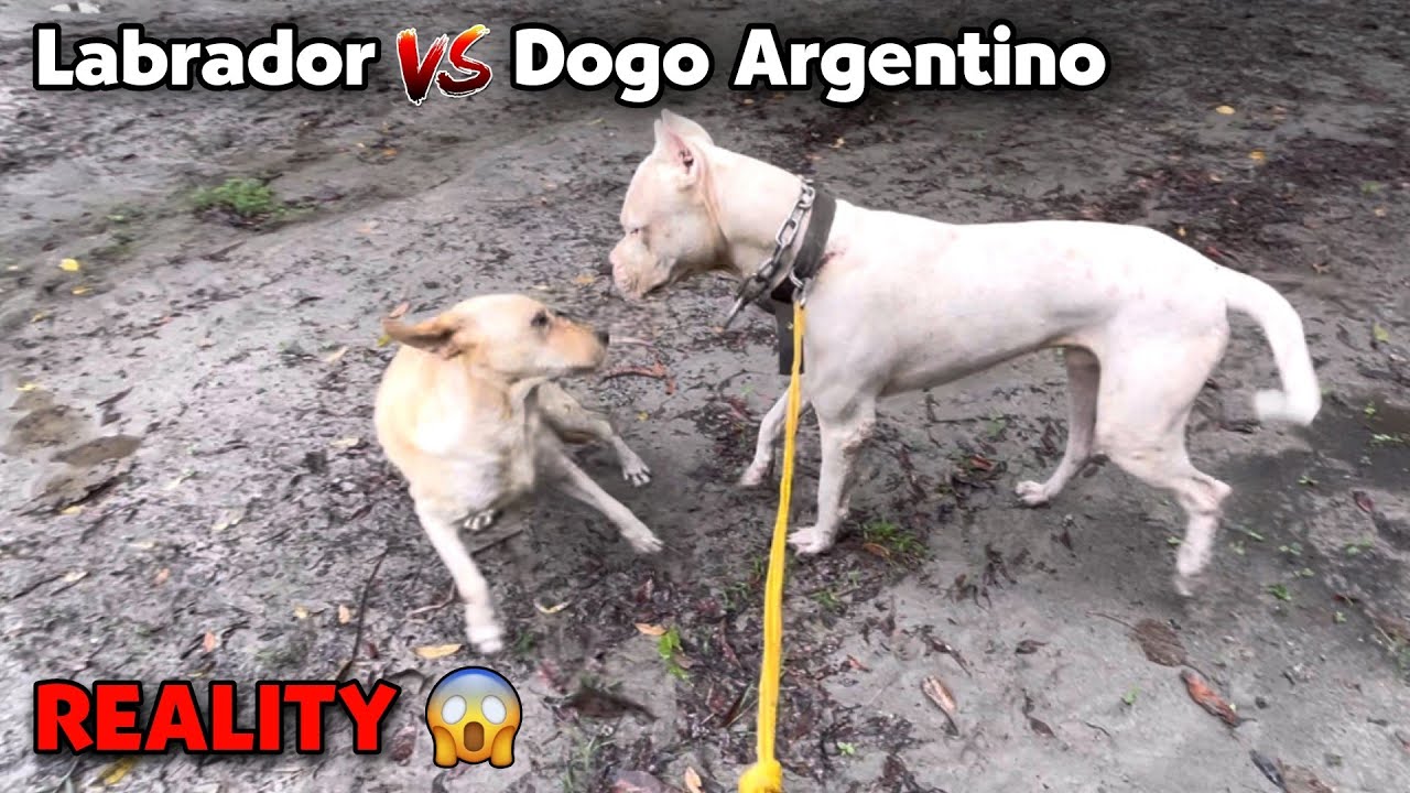 A Day With Most Dangerous Dogo Argentino 🔥| Hunting Dog Breed - YouTube