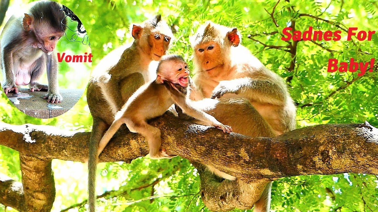 Mommy Monkey Named Malika Now Becomes Very Bad, Malika Warns Tiny Baby ...