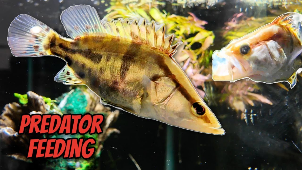 Feeding Predatory Fish - Chinese Red Perch (Siniperca chuatsi) - YouTube