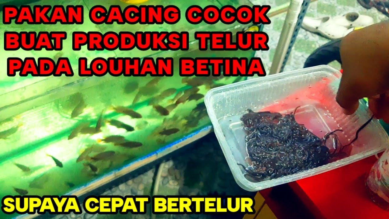 Pakan Cacing Cocok Buat Menambah Kesuburan / Produksi Telur Pada Ikan ...