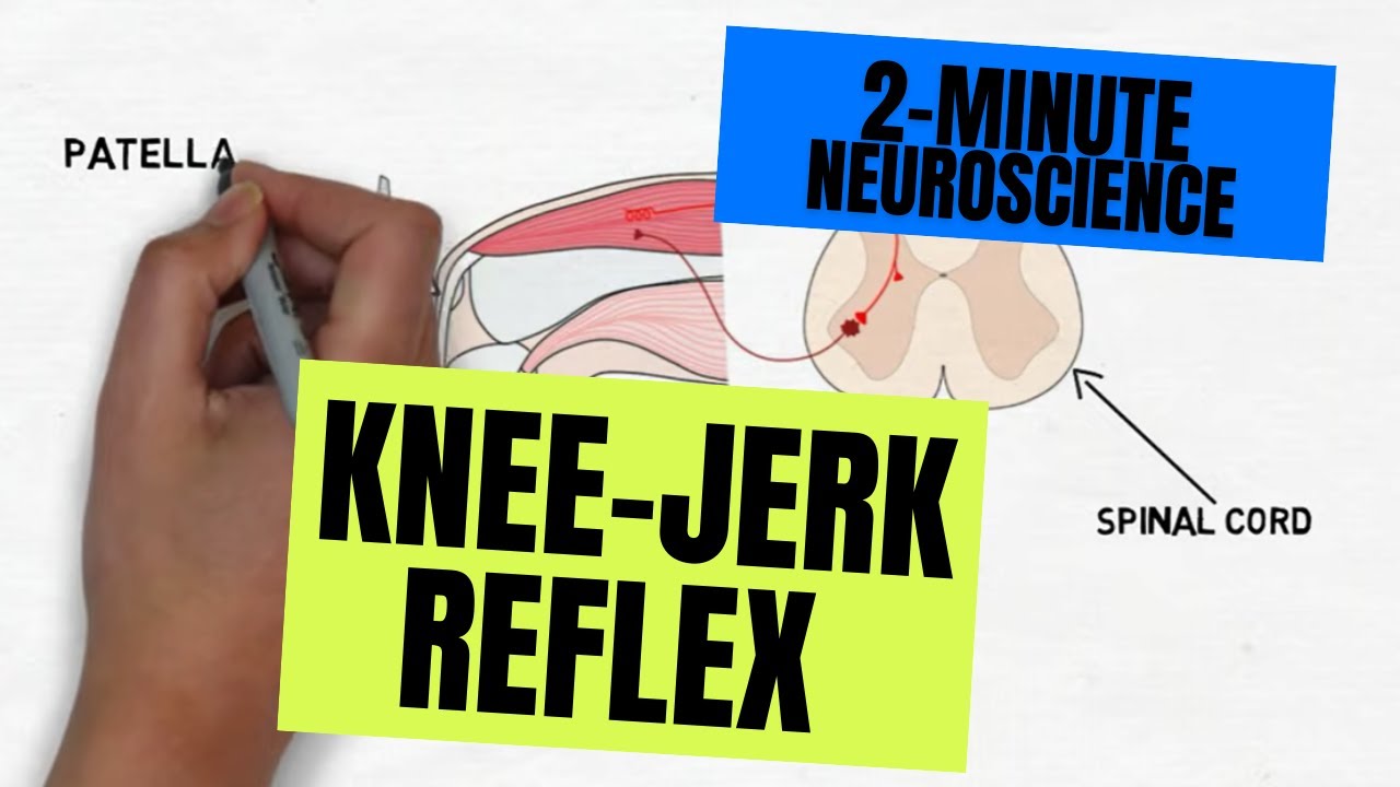 2 Minute Neuroscience Knee jerk Reflex YouTube