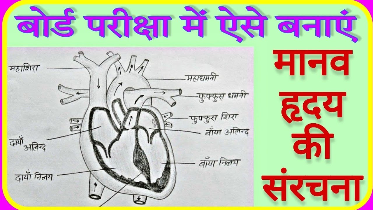 #how_to_draw_human_heart // मानव हृदय की संरचना का चित्र कैसे बनाएं ...