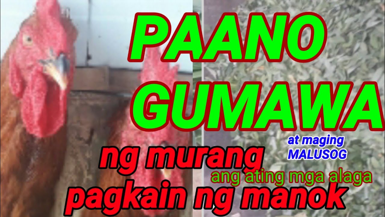 How make chicken feeds using grass with darak - YouTube