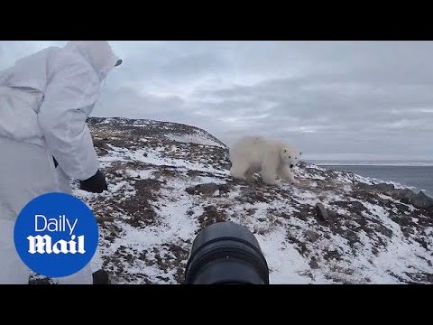 Fearless photographer chases off polar bear when it gets too close ...