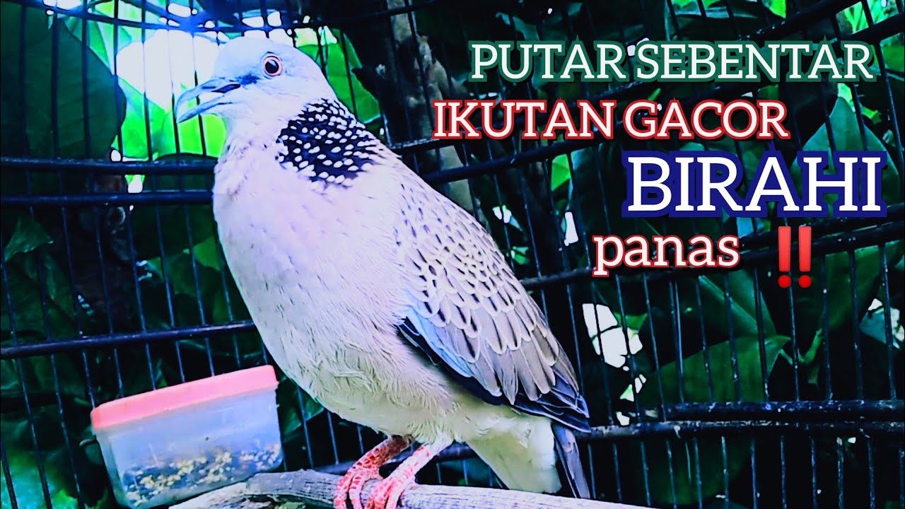 Derkuku Jawa super gacor suara merdu tajam,cocok buat pncingan Derkuku ...