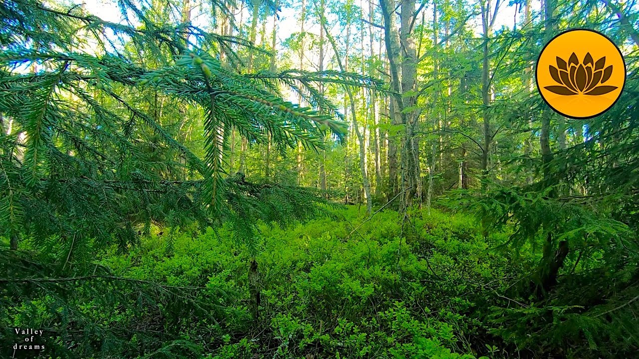 10 hours of soothing singing of forest birds from insomnia and fatigue ...